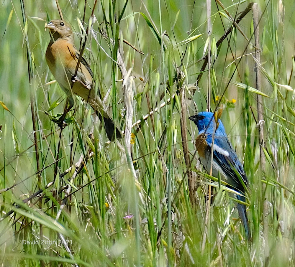 Lazuli Bunting — Birding With Camera and Paint