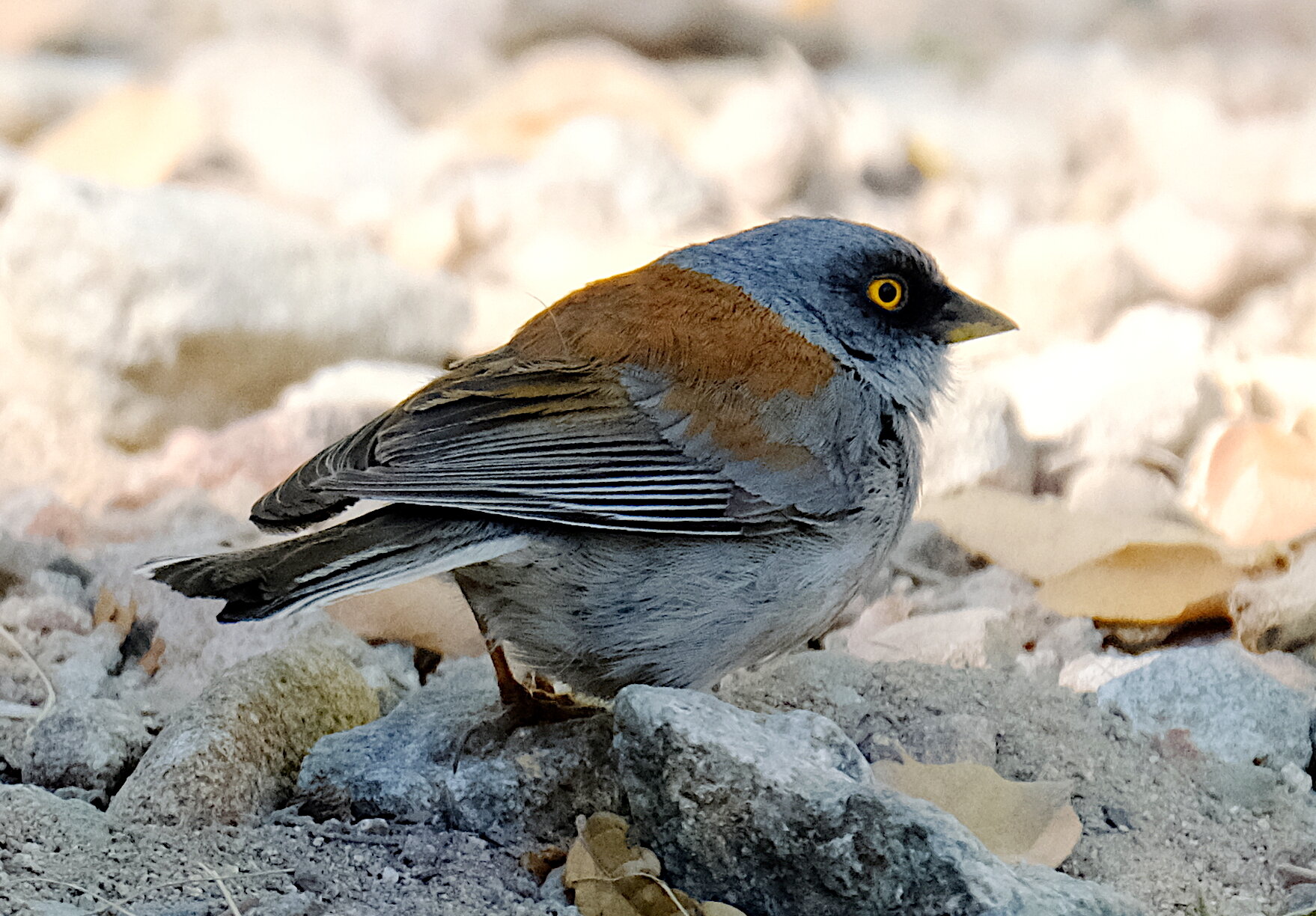 Yellow-eyed Junco — Birding With Camera and Paint