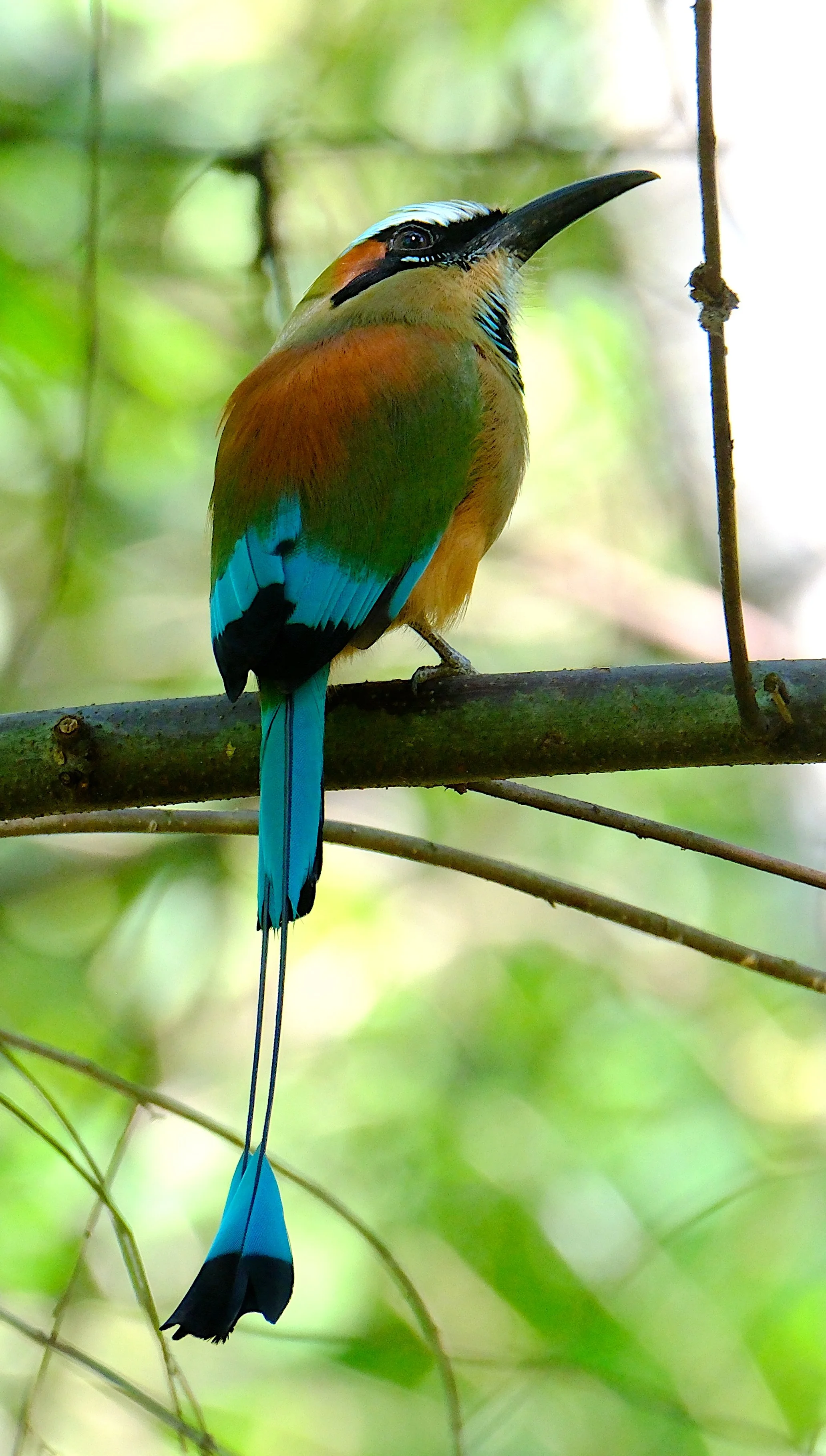 Birding With Camera and Paint