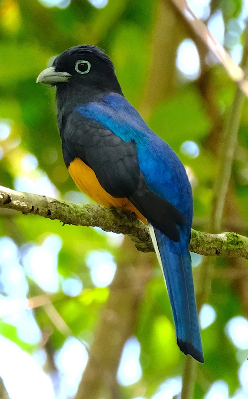 Birding With Camera and Paint