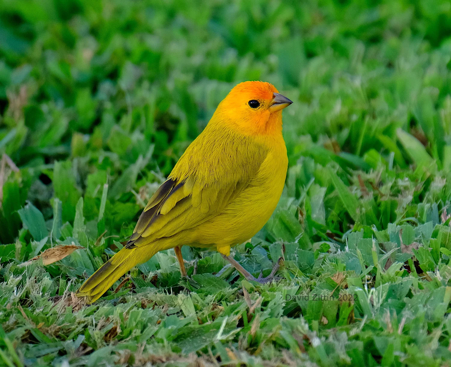 Saffron Finch — Birding With Camera and Paint