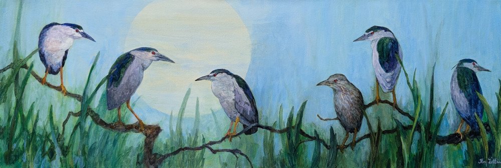 Black-crowned Night Herons — Birding With Camera and Paint