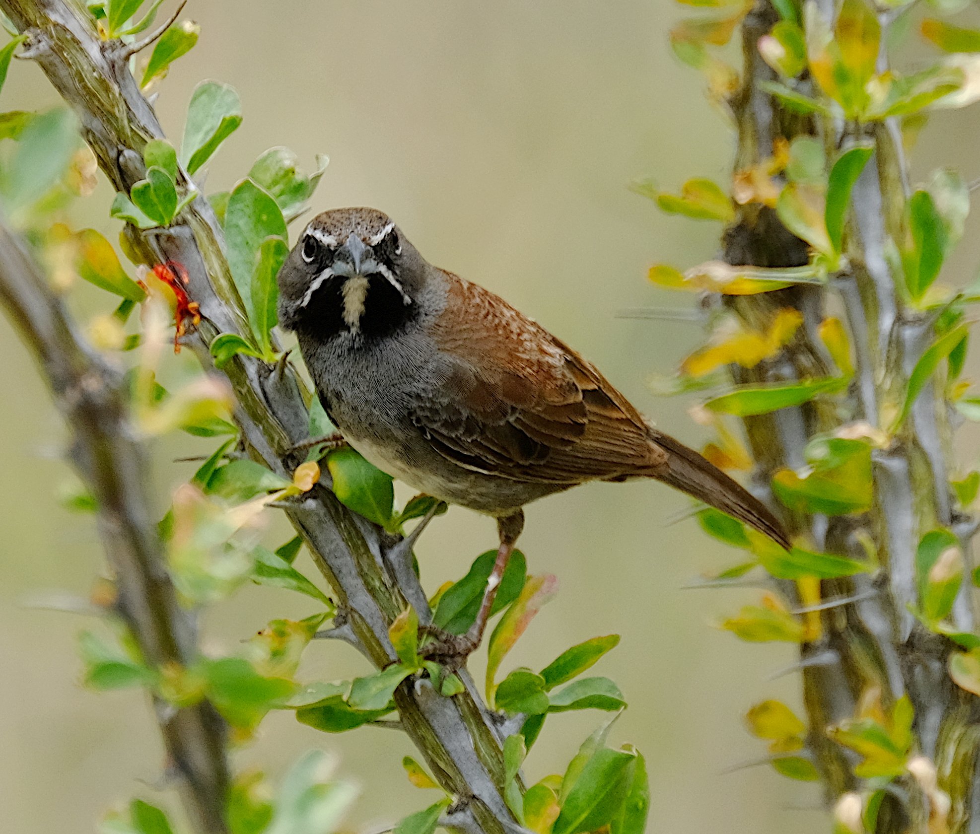 Birding With Camera and Paint