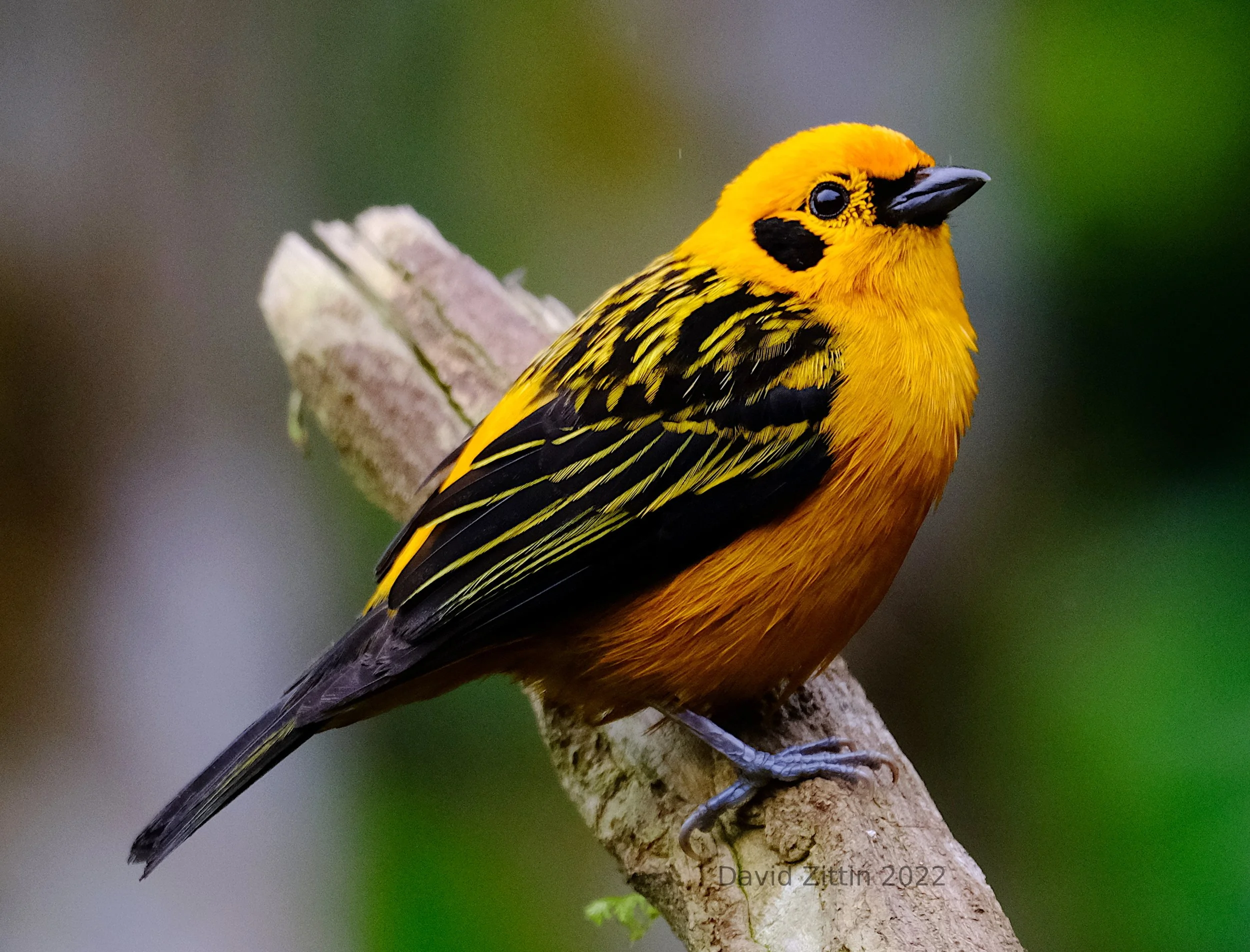 Golden Tanager — Birding With Camera and Paint