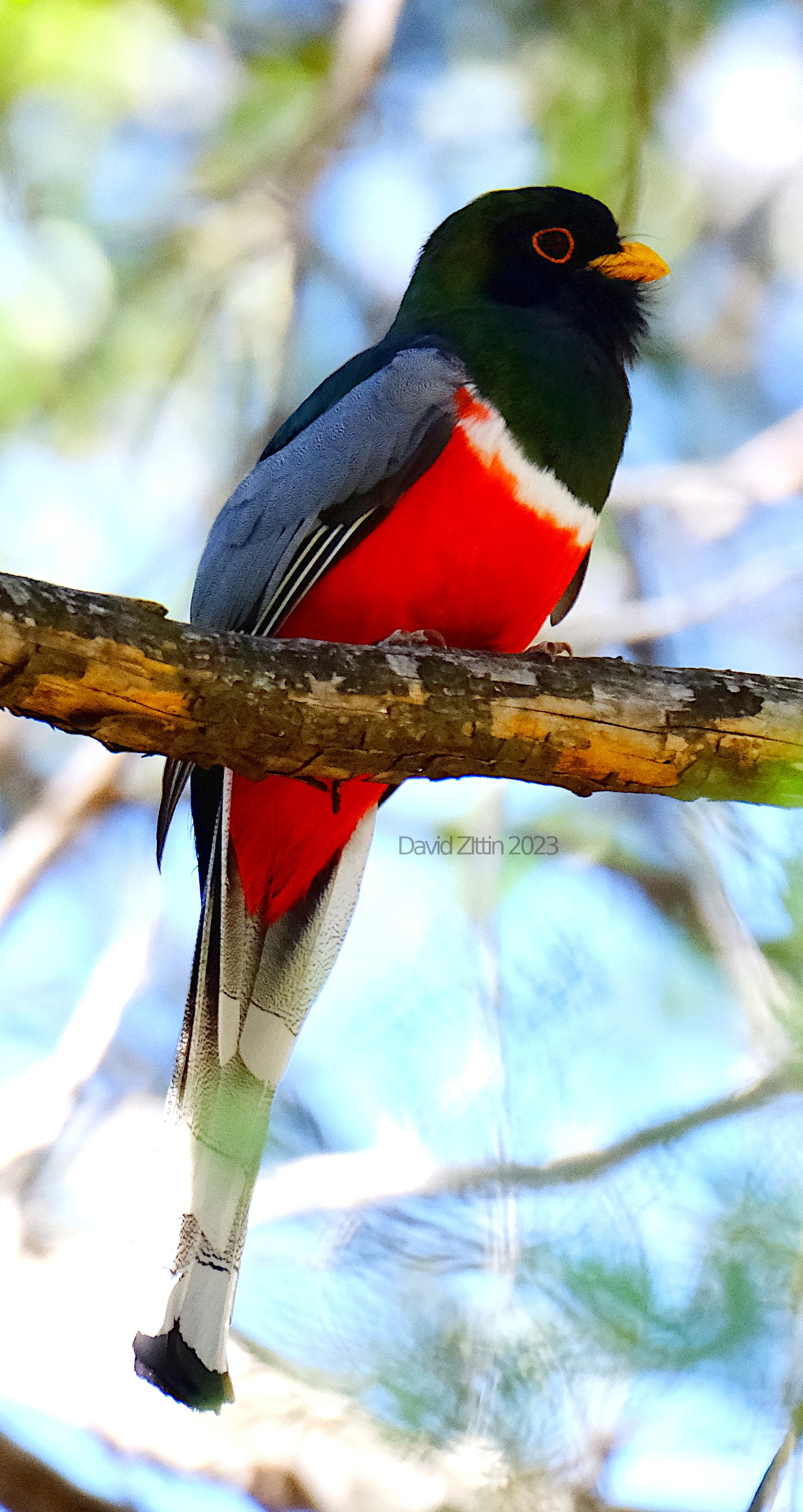 Birding With Camera and Paint