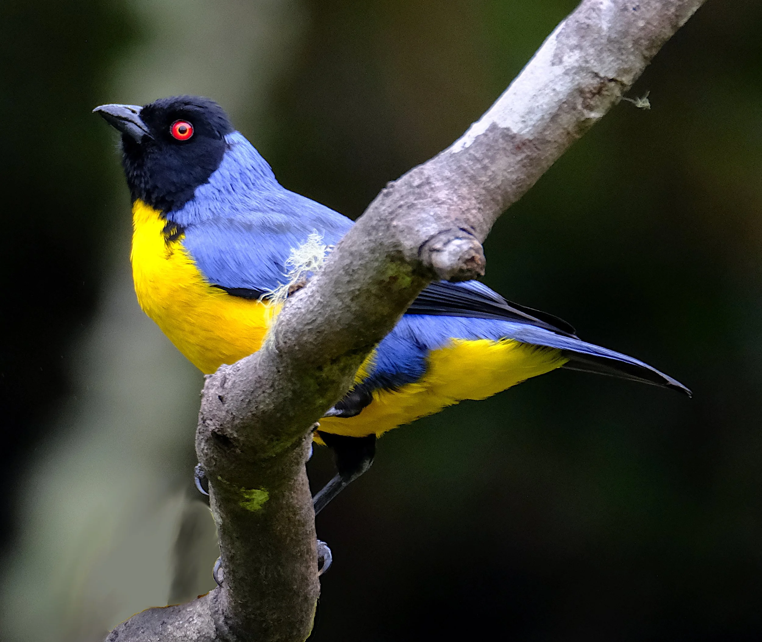 Birding With Camera and Paint