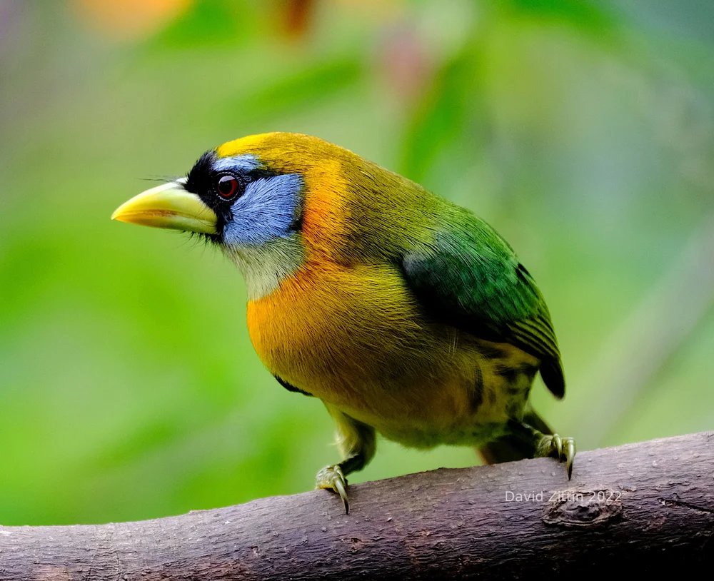 Red-headed Barbet — Birding With Camera and Paint