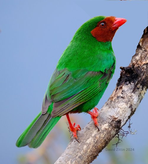 Birding With Camera and Paint