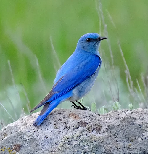Birding With Camera and Paint