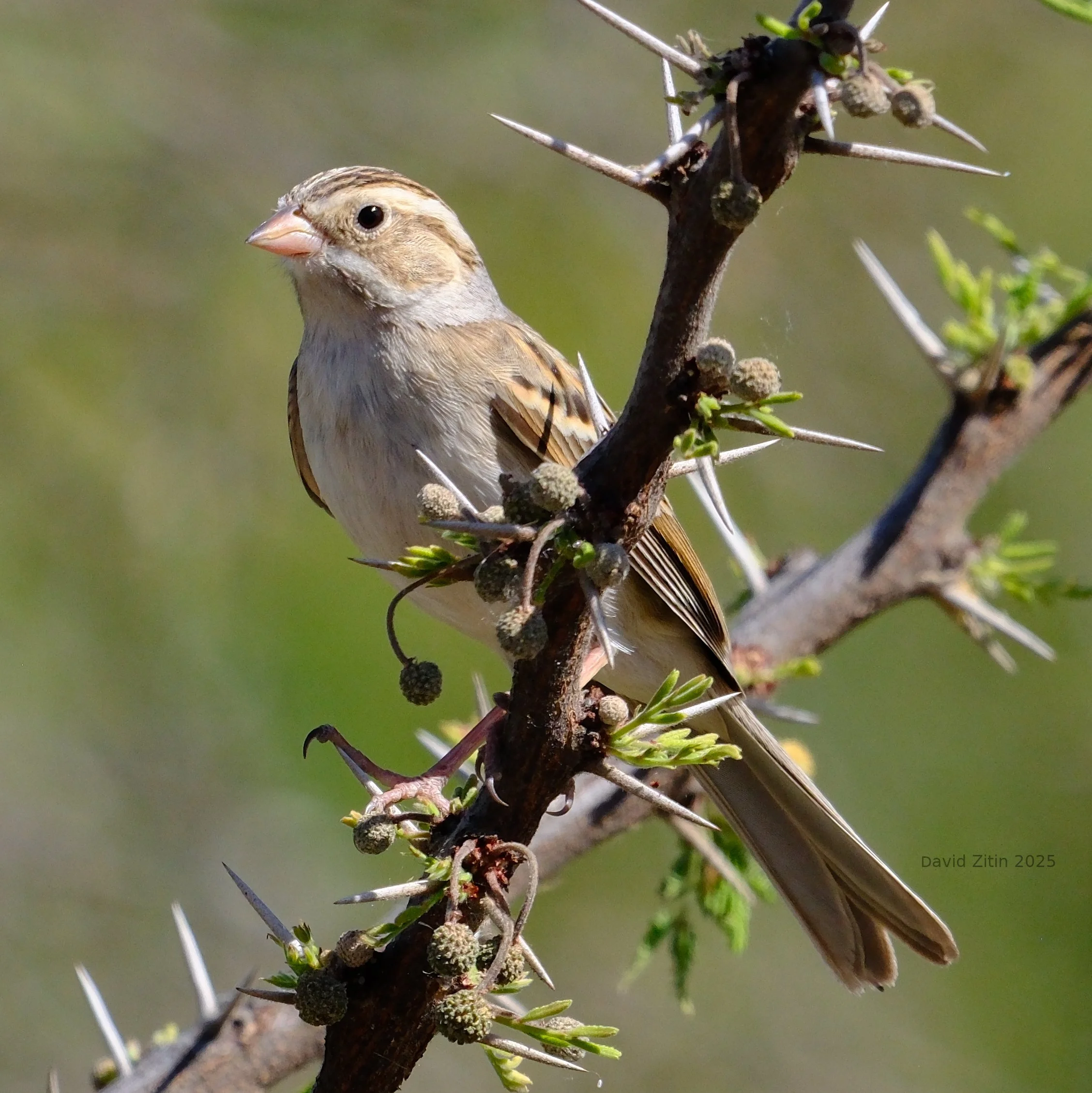 Birding With Camera and Paint