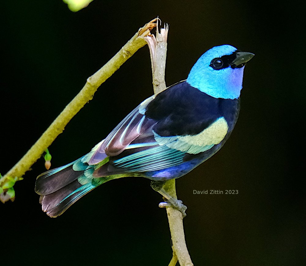 Birding With Camera and Paint