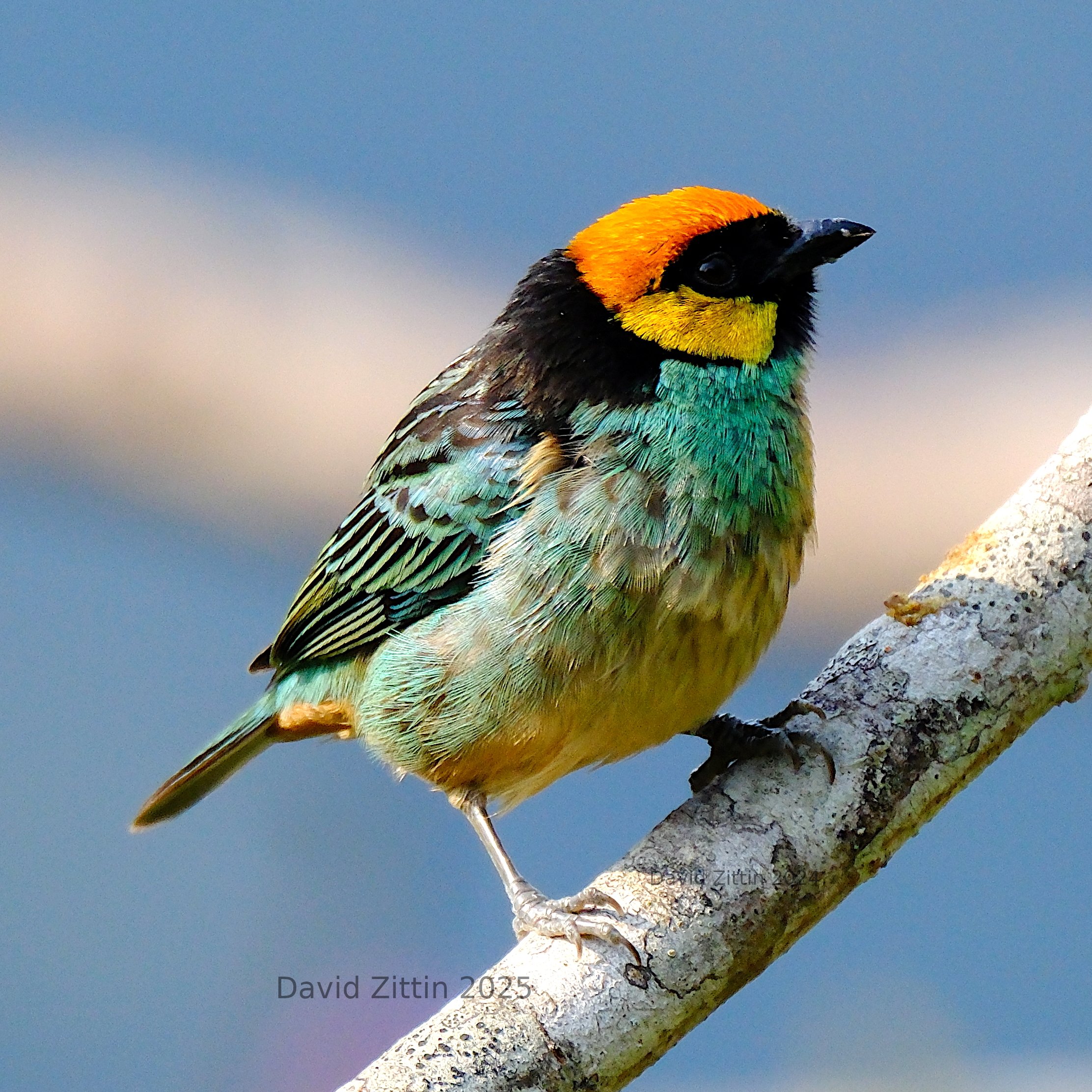 Birding With Camera and Paint