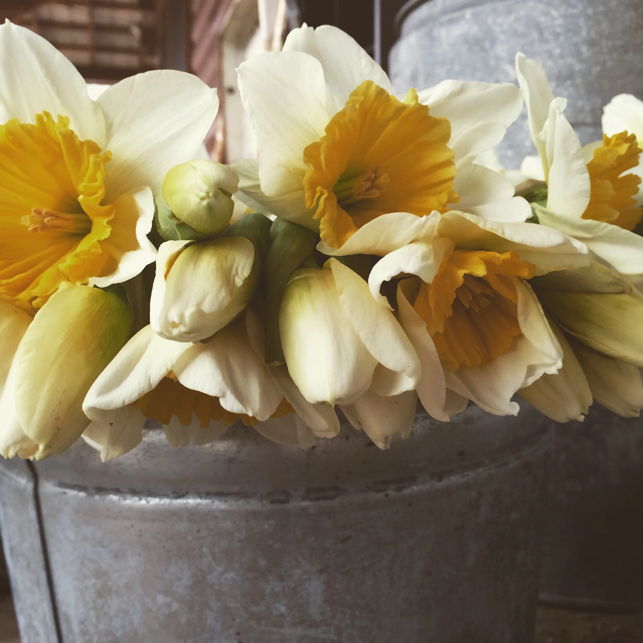 about — terraflowerfarm