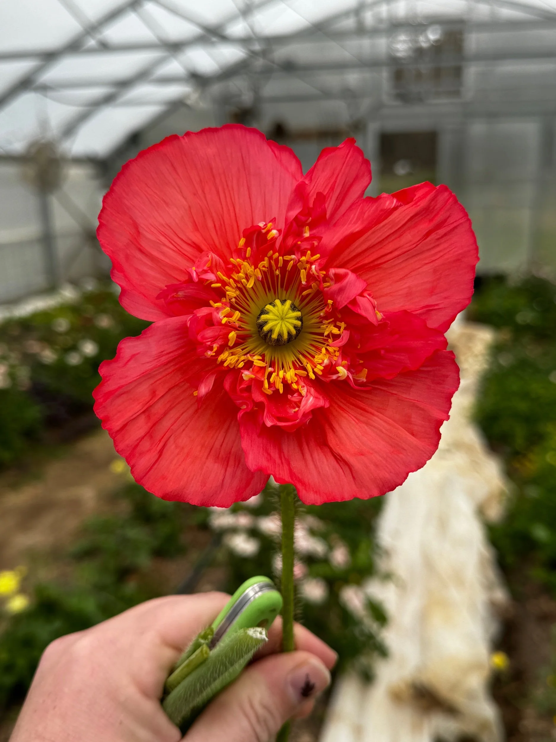 Retail Flower Delivery in Chattanooga — terra flower farm ~Sustainably ...