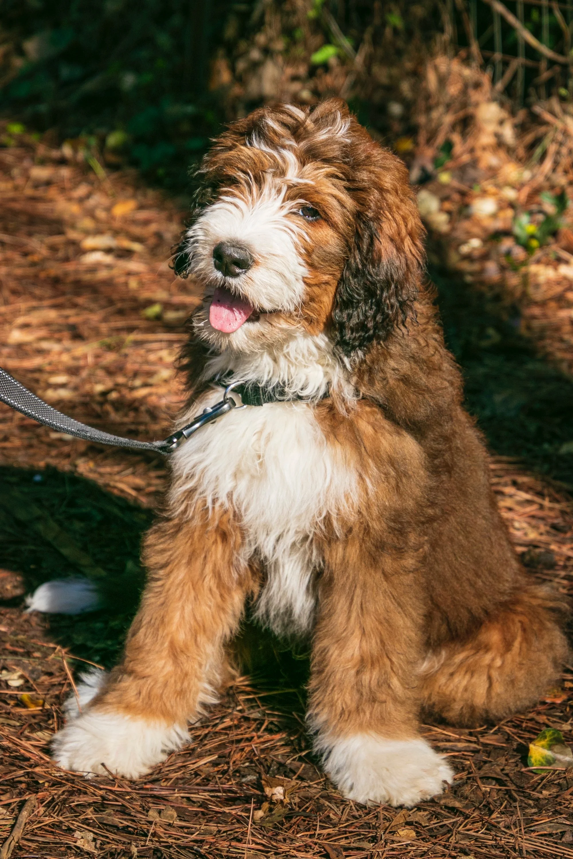 Puppy Training — Atlanta Dog Trainer