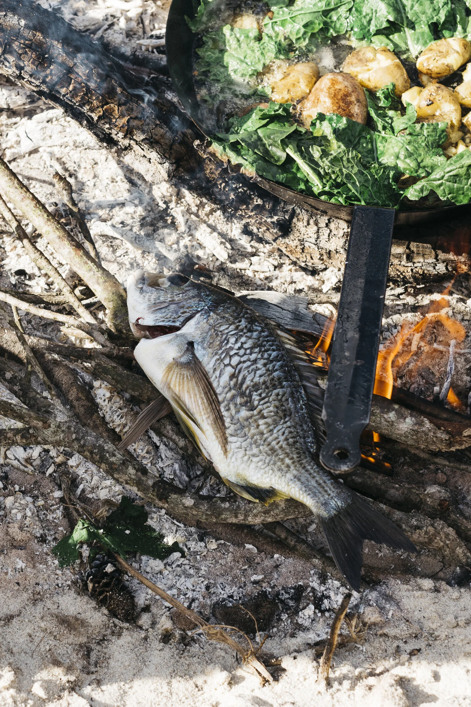 Coal Fish — Sarah Glover