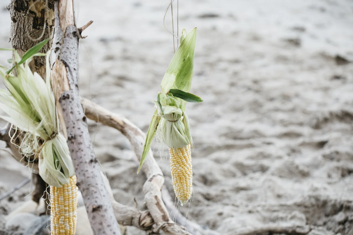 Suspended Corn — Sarah Glover