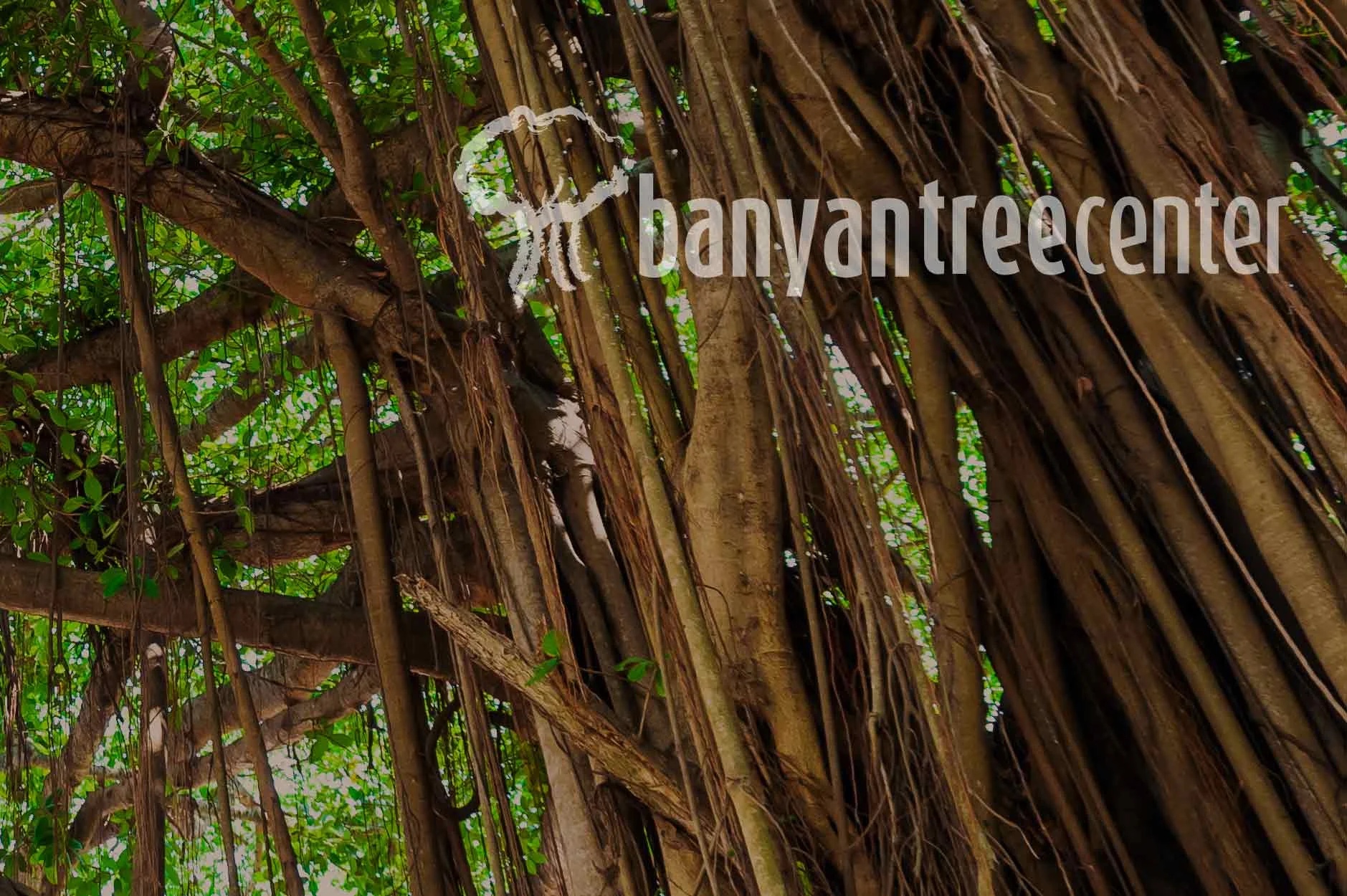 Banyan Tree Athens Ga
