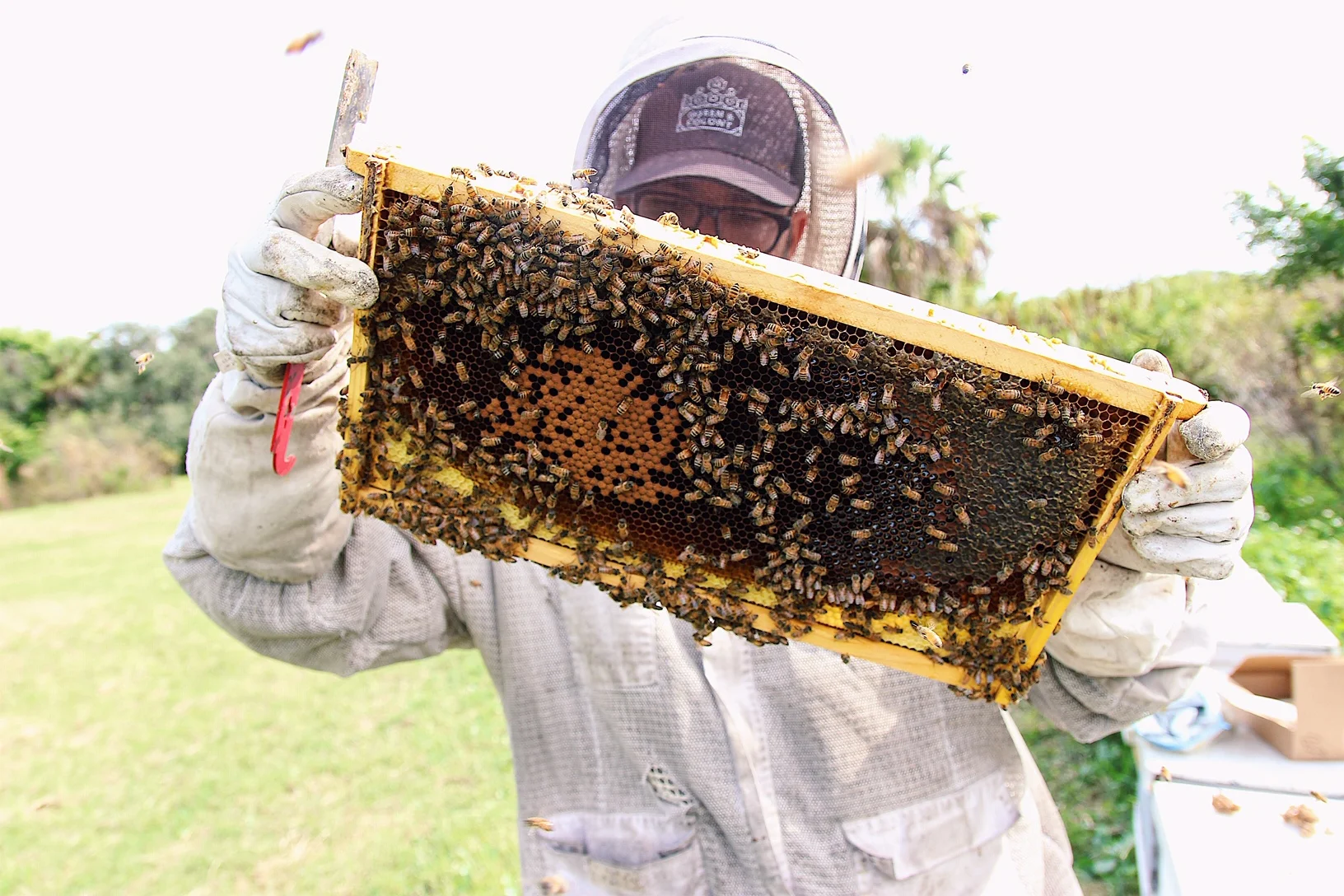 Beekeeping Services — Queen & Colony