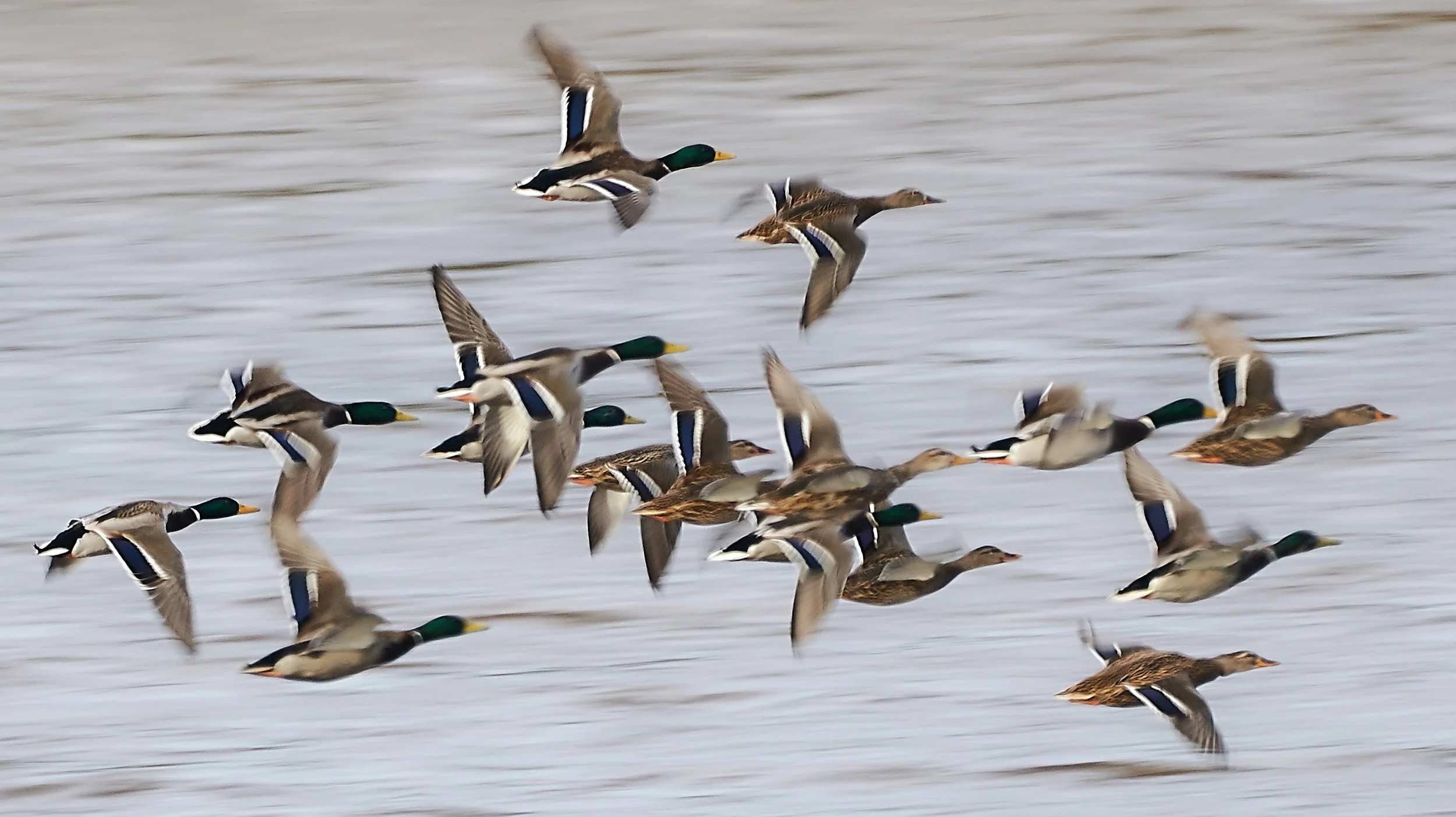 Montana Mexican John Ranch Waterfowl Hunting
