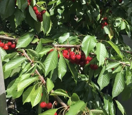 Portland Fruit Tree Project