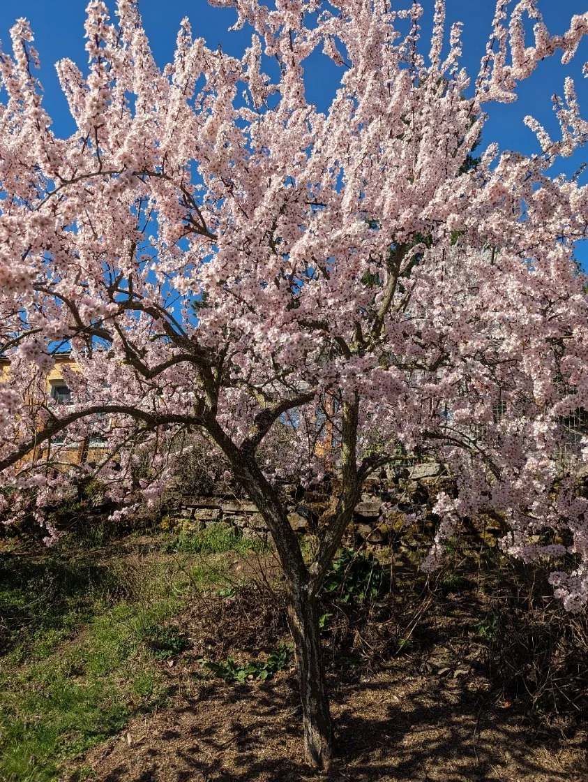 Our Role as Stewards of the Urban Orchard — Portland Fruit Tree Project