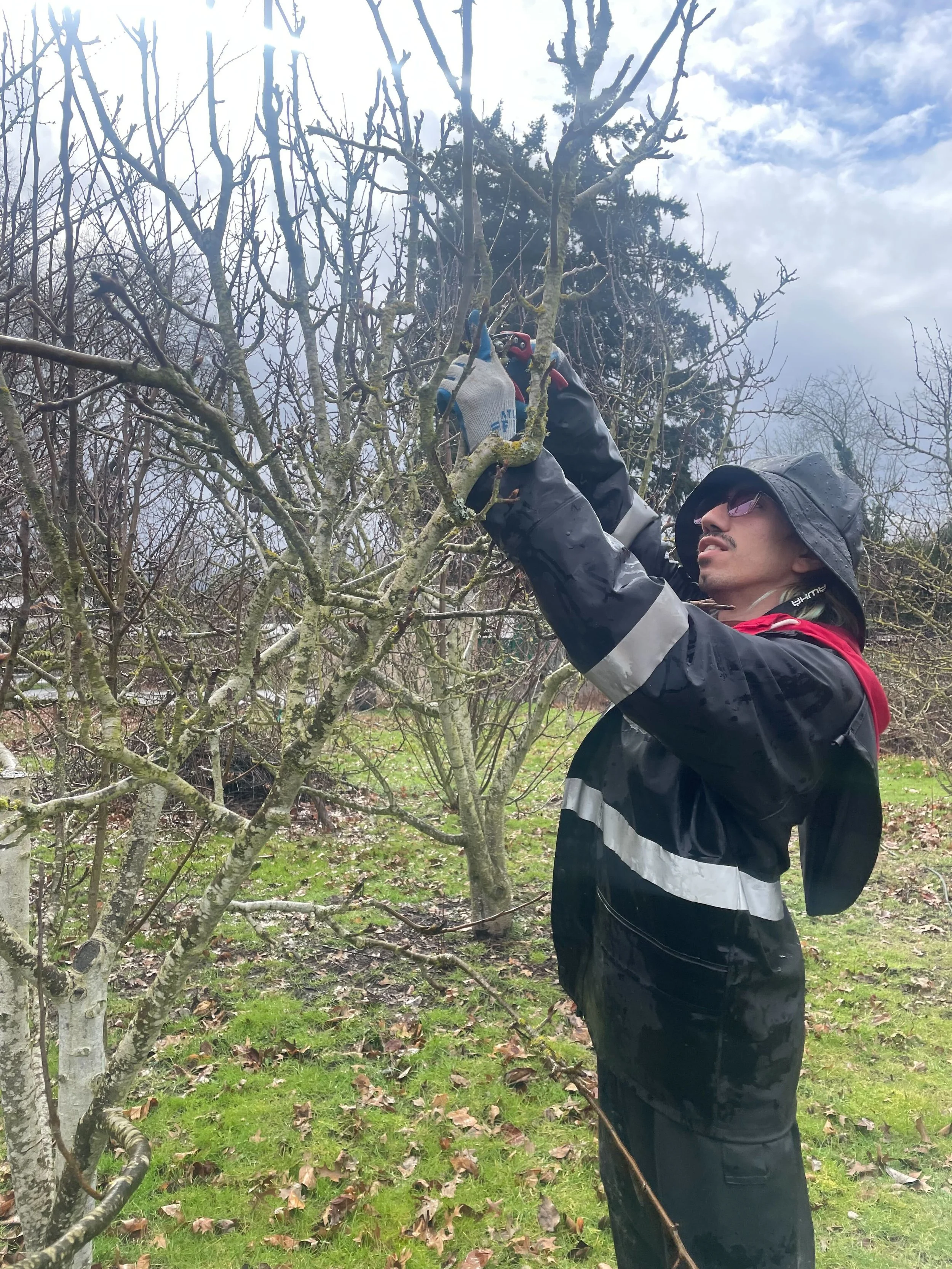 Our Role as Stewards of the Urban Orchard — Portland Fruit Tree Project