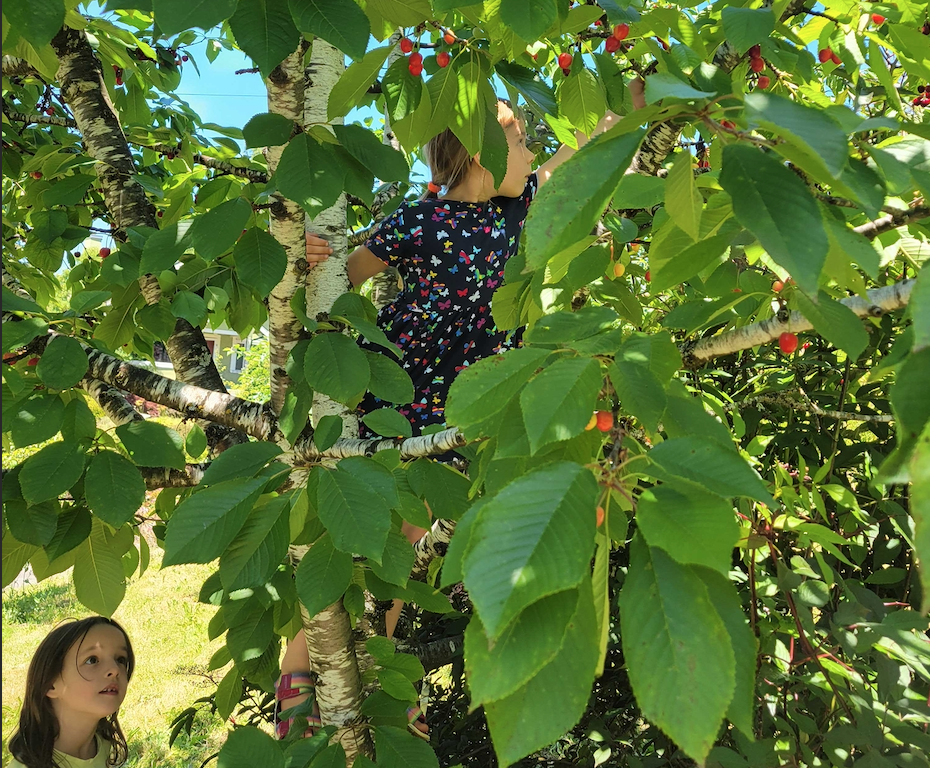 Portland Fruit Tree Project