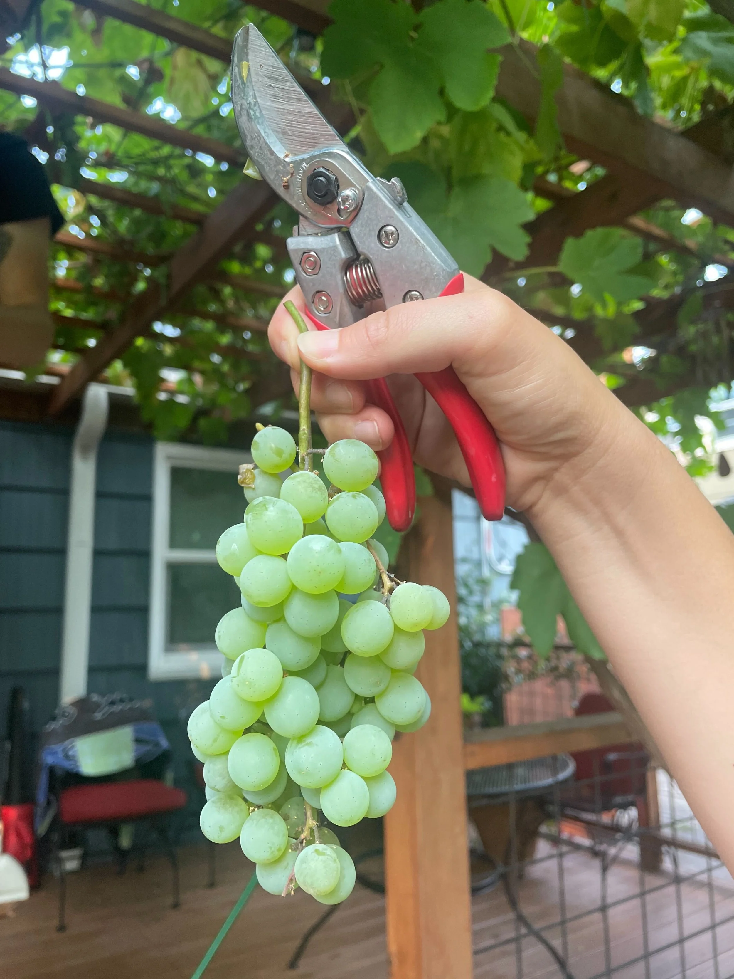 Grapes - What a cluster. — Portland Fruit Tree Project