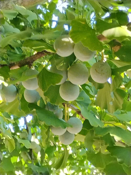 Ginko Nuts - Patriarchy lurking in landscaping — Portland Fruit Tree ...