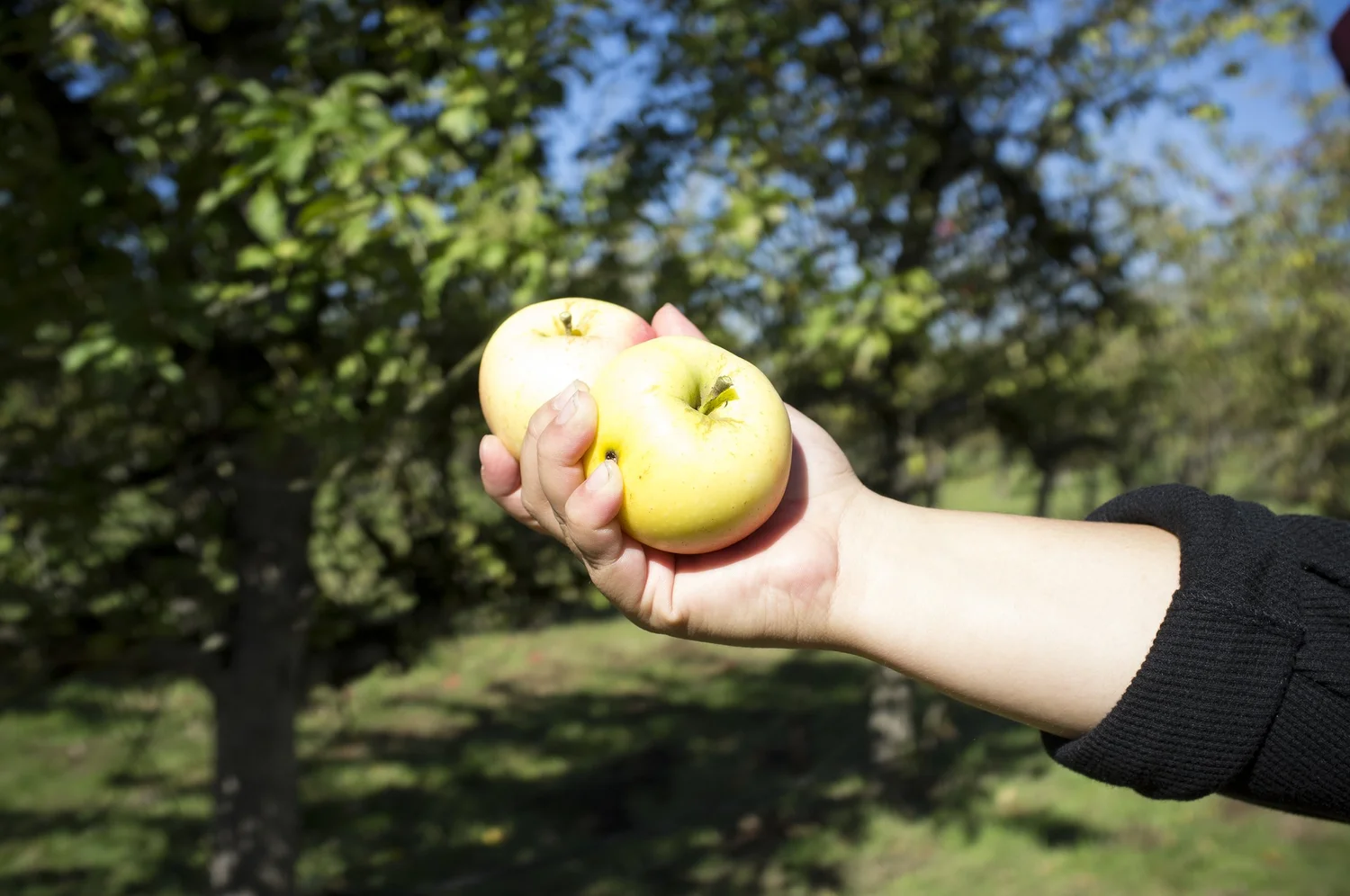 Early Apples - Tart and Fleeting — Portland Fruit Tree Project