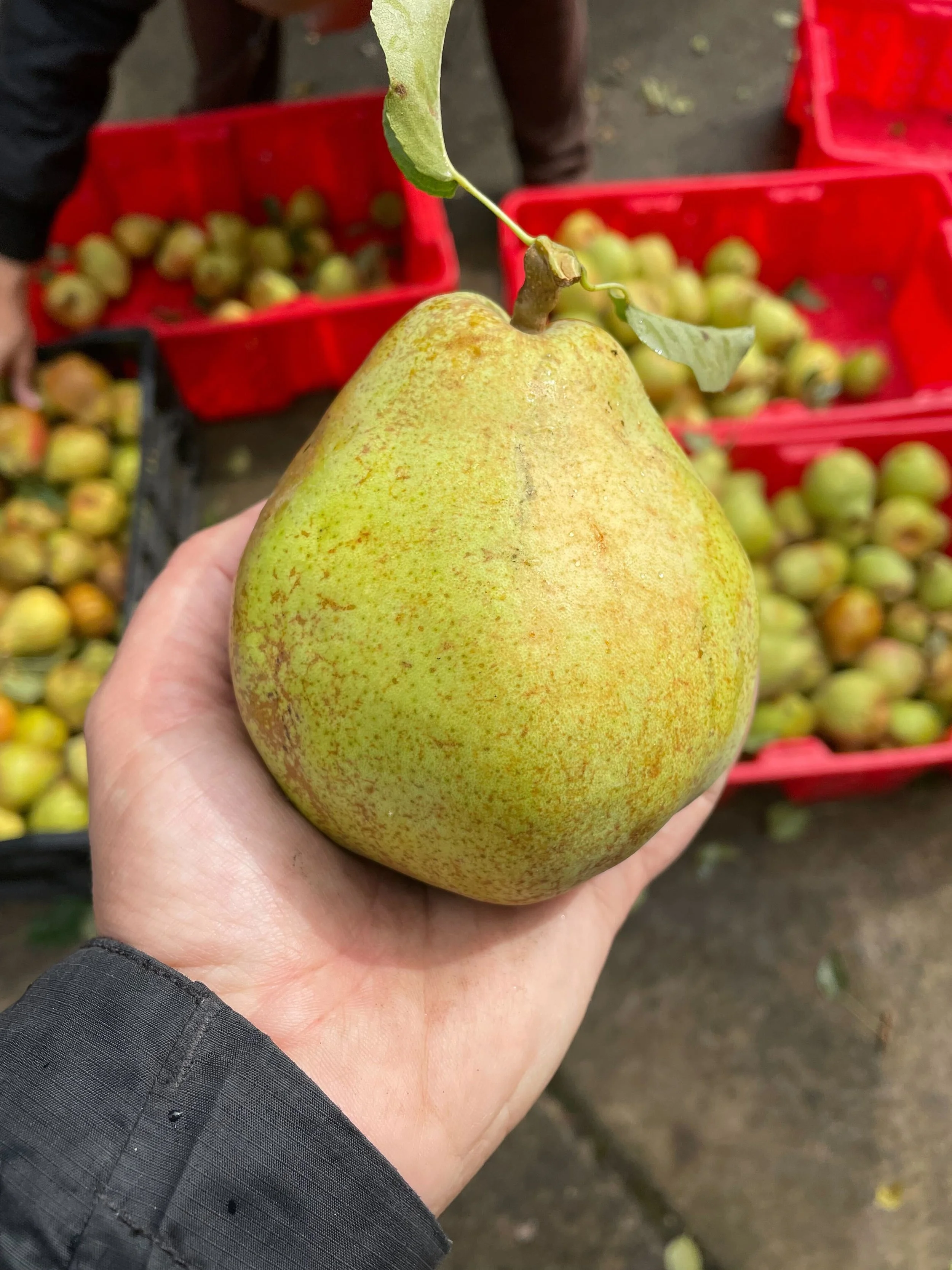 European Pears! Not as Tricky as They Seem — Portland Fruit Tree Project