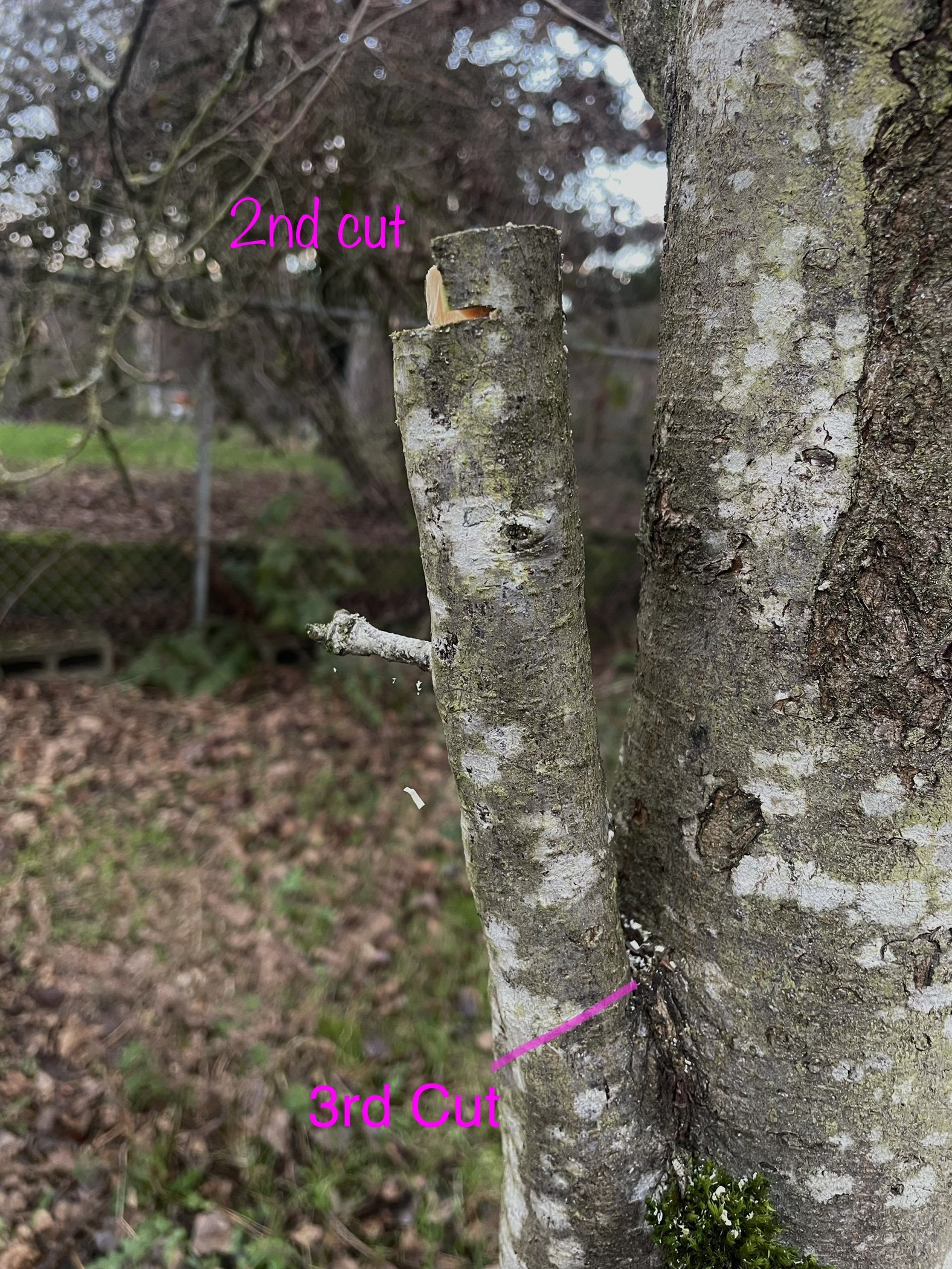 It's Winter - Now What? — Portland Fruit Tree Project