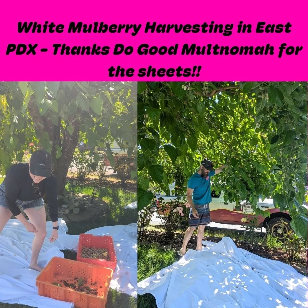Mulberries - What are they? — Portland Fruit Tree Project