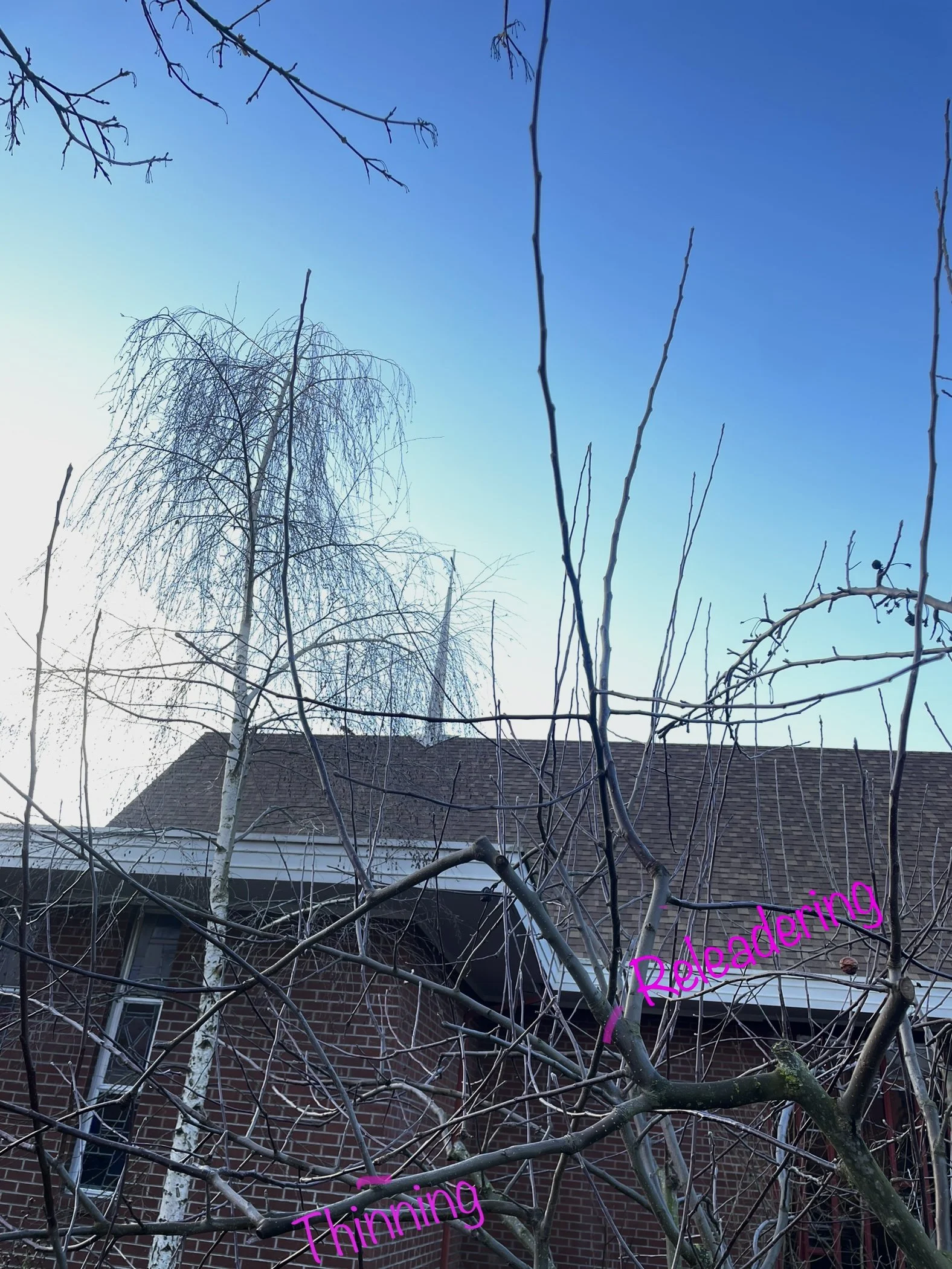 It's Winter - Now What? — Portland Fruit Tree Project