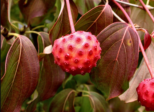 Kousa Dogwood Berries: A Hidden Culinary Gem — Portland Fruit Tree Project