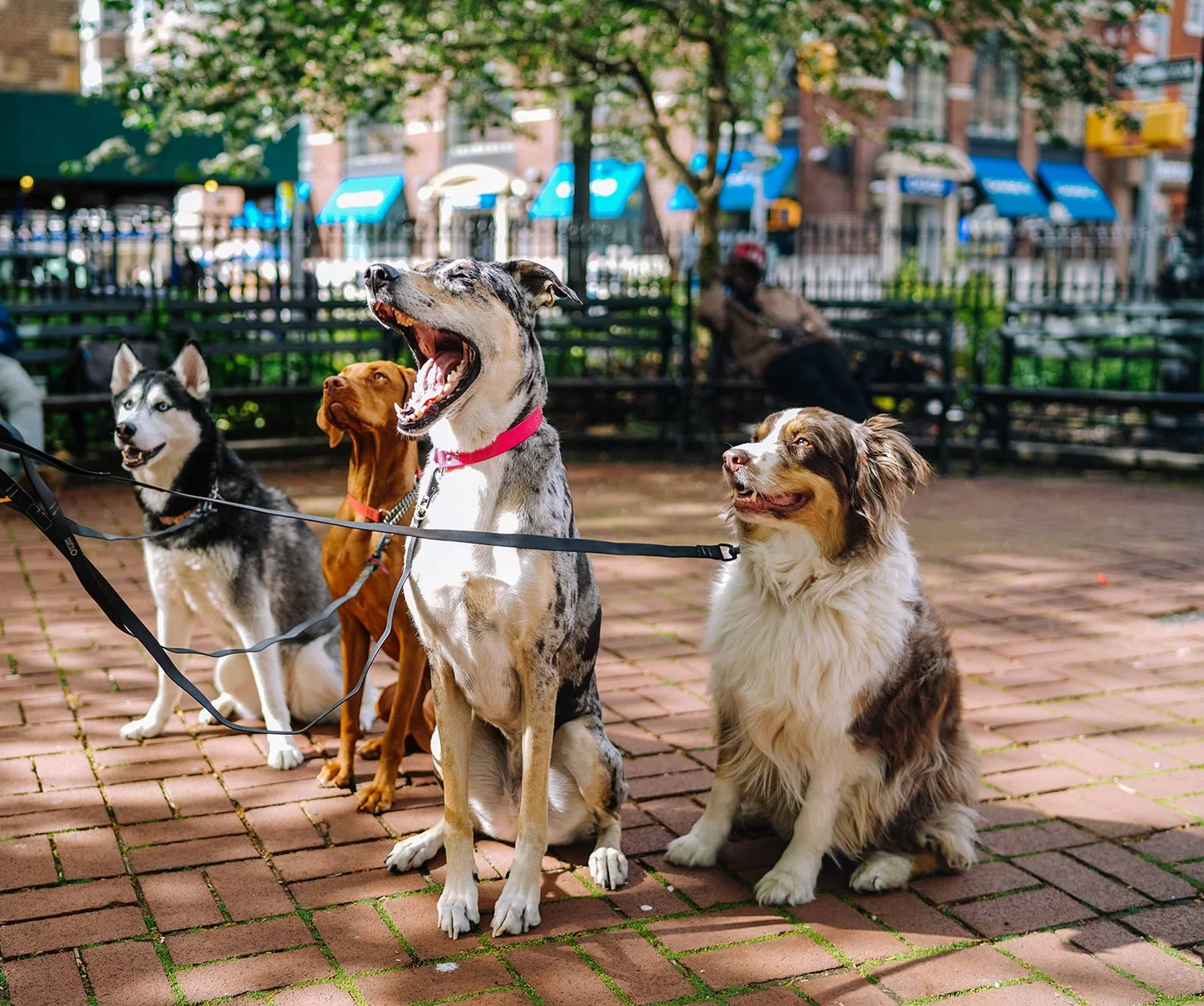 High Drive Dog Company