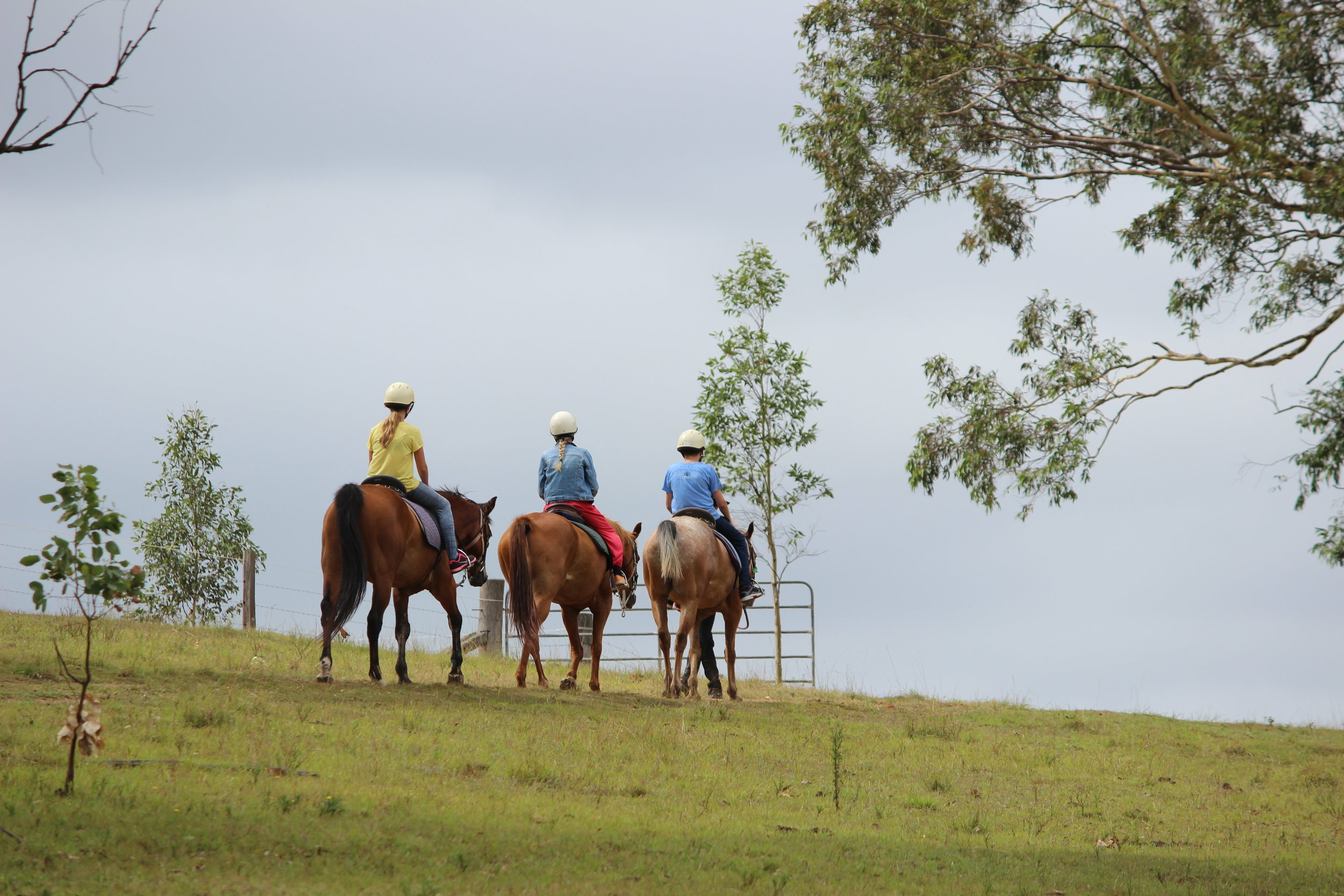 Hunter Valley Horse Riding & Farm Adventures | Lovedale