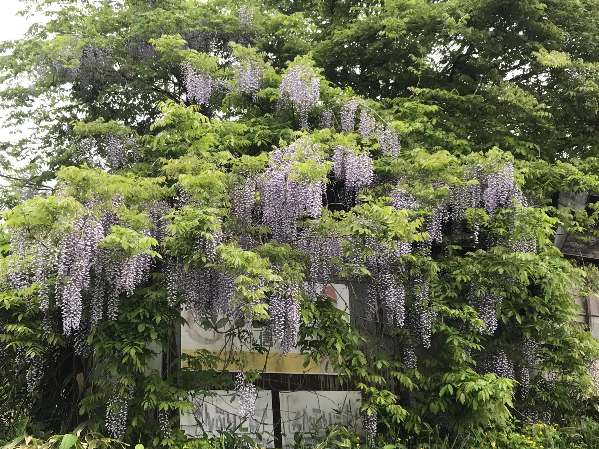 Blog — Communicate Japan