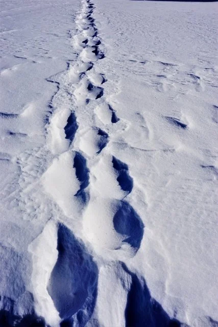 Shadow Tracks — Jim's Gibberish