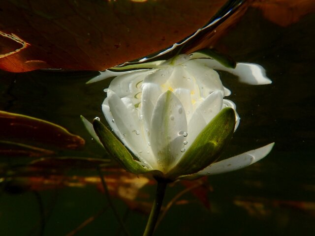 Weeds? — Jim's Gibberish