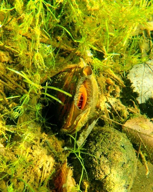 Weeds? — Jim's Gibberish