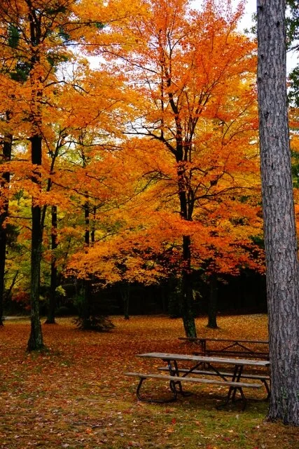 Wander-Fall — Jim's Gibberish