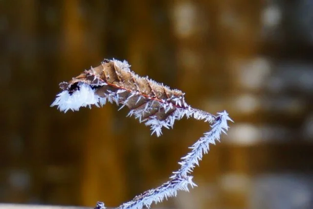 Rime Frost — Jim's Gibberish