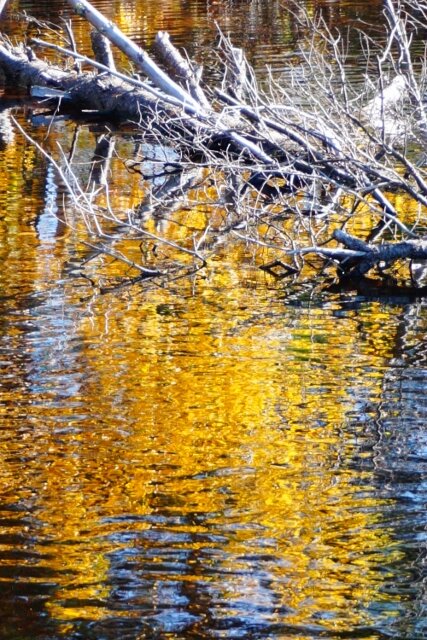 Reflective Nature — Jim's Gibberish