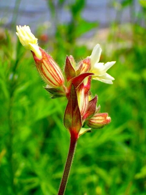 Flowers for Helen — Jim's Gibberish