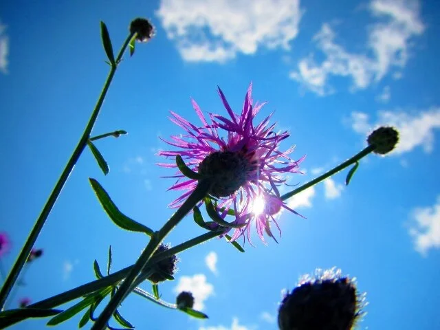 Flowers for Helen — Jim's Gibberish