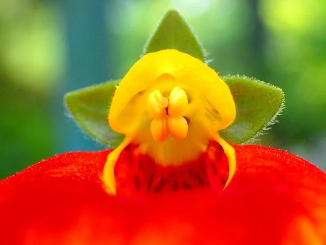 Flowers for Helen — Jim's Gibberish