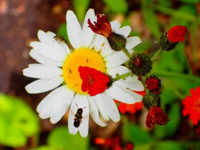 Flowers for Helen — Jim's Gibberish