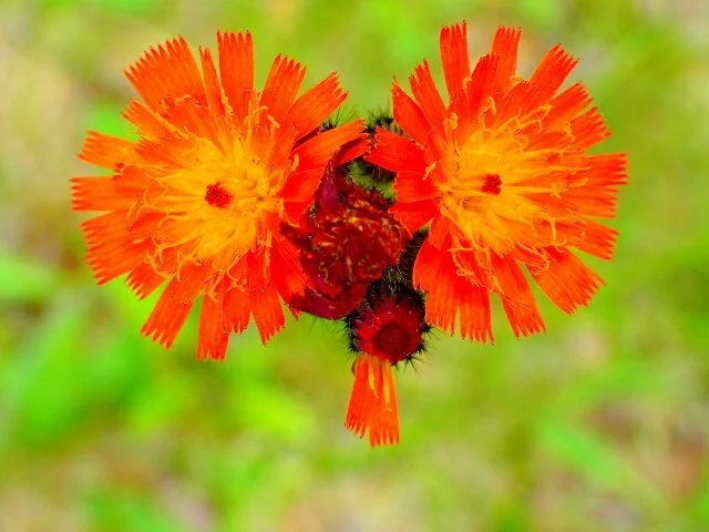 Flowers for Helen — Jim's Gibberish